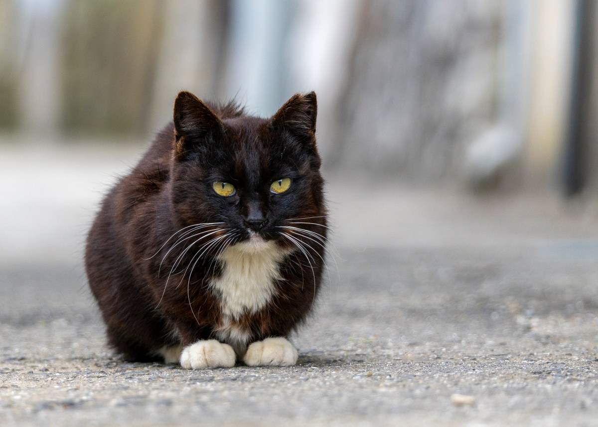 Setouchi Tsurezure #7 – Ushima Adventure – Jim Rion – Translator & Writer